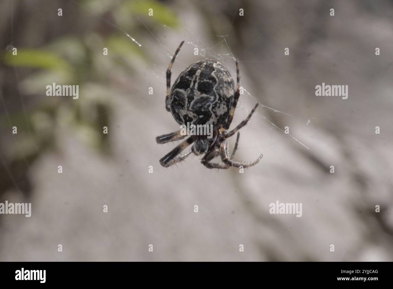 Larinioides sclopetarius spider hi-res stock photography and images - Alamy