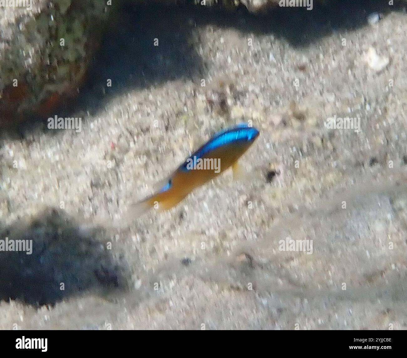 Threeline Damsel (Pomacentrus trilineatus Stock Photo - Alamy