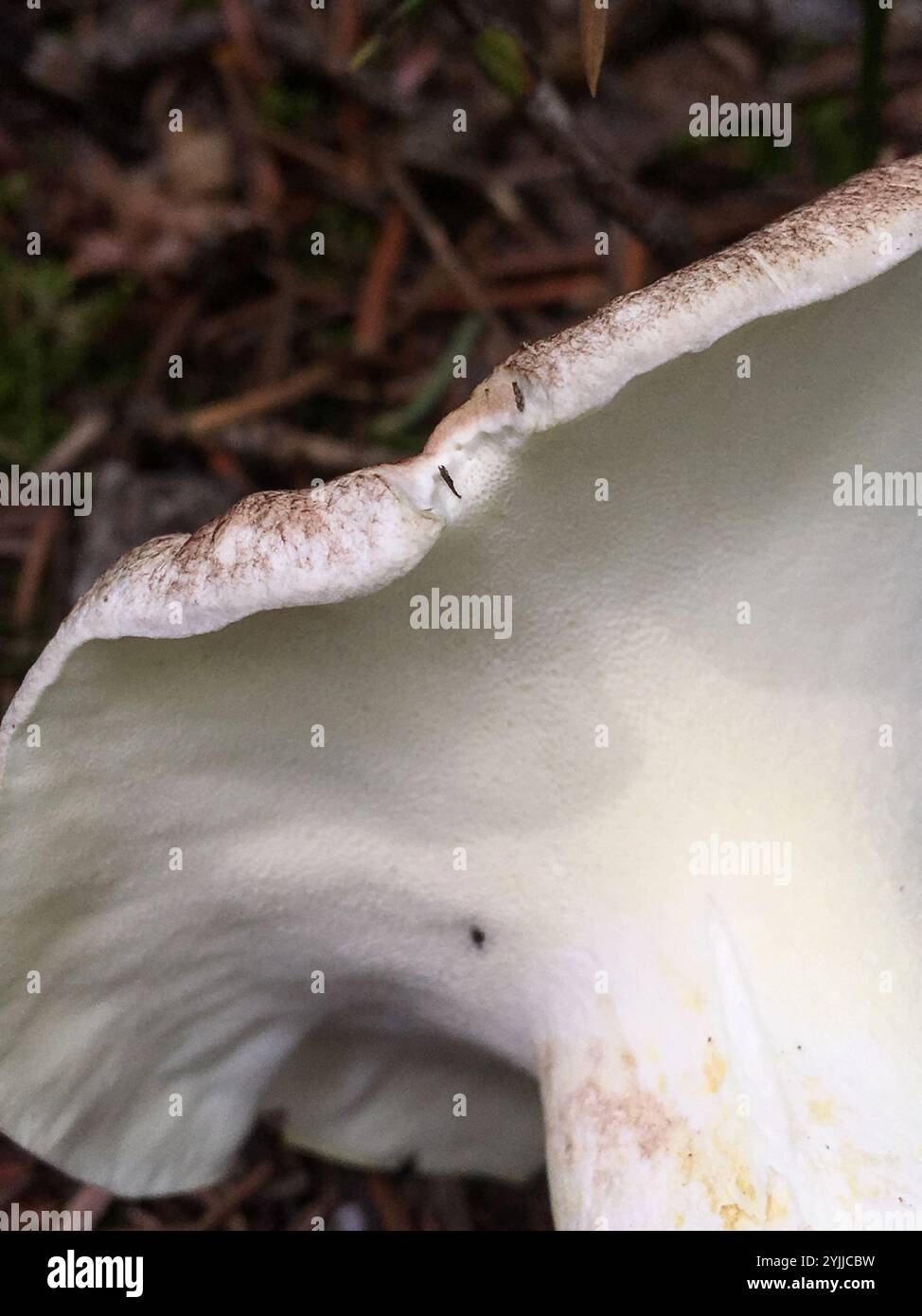 Sheep Polypore (Albatrellus ovinus Stock Photo - Alamy