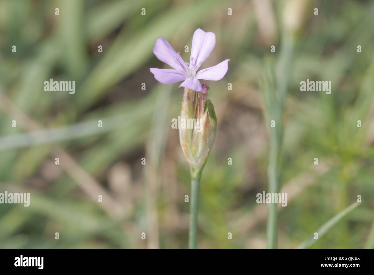 Petrorhagia prolifera hi-res stock photography and images - Alamy