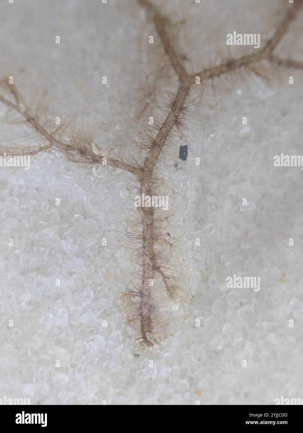 red algae (Rhodophyta Stock Photo - Alamy