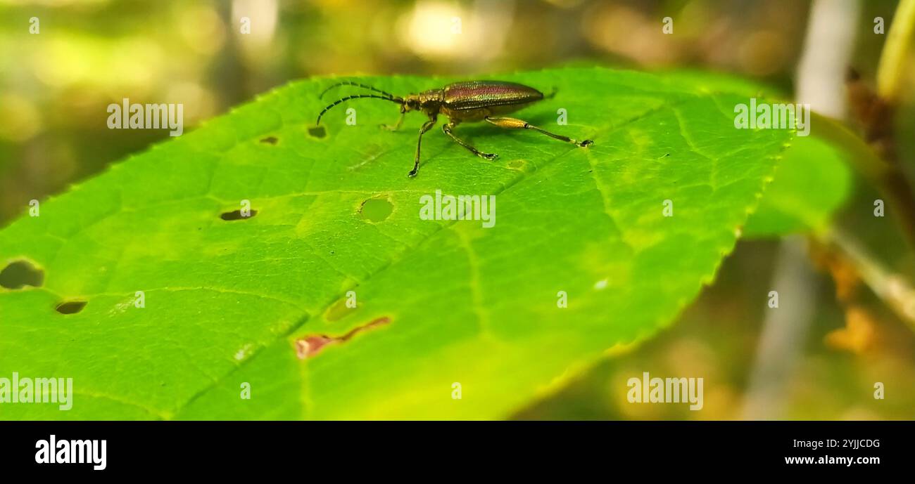 Zircon Reed Beetle (Donacia aquatica Stock Photo - Alamy