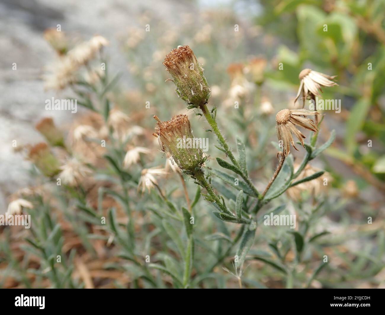 Starved Daisy (Erigeron miser Stock Photo - Alamy