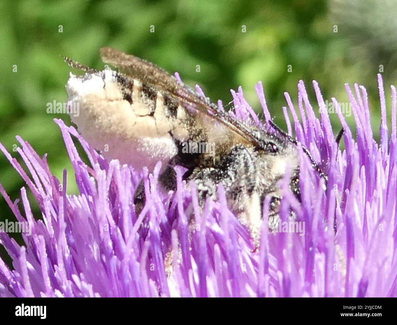 Unarmed Leafcutter Bee (Megachile inermis Stock Photo - Alamy
