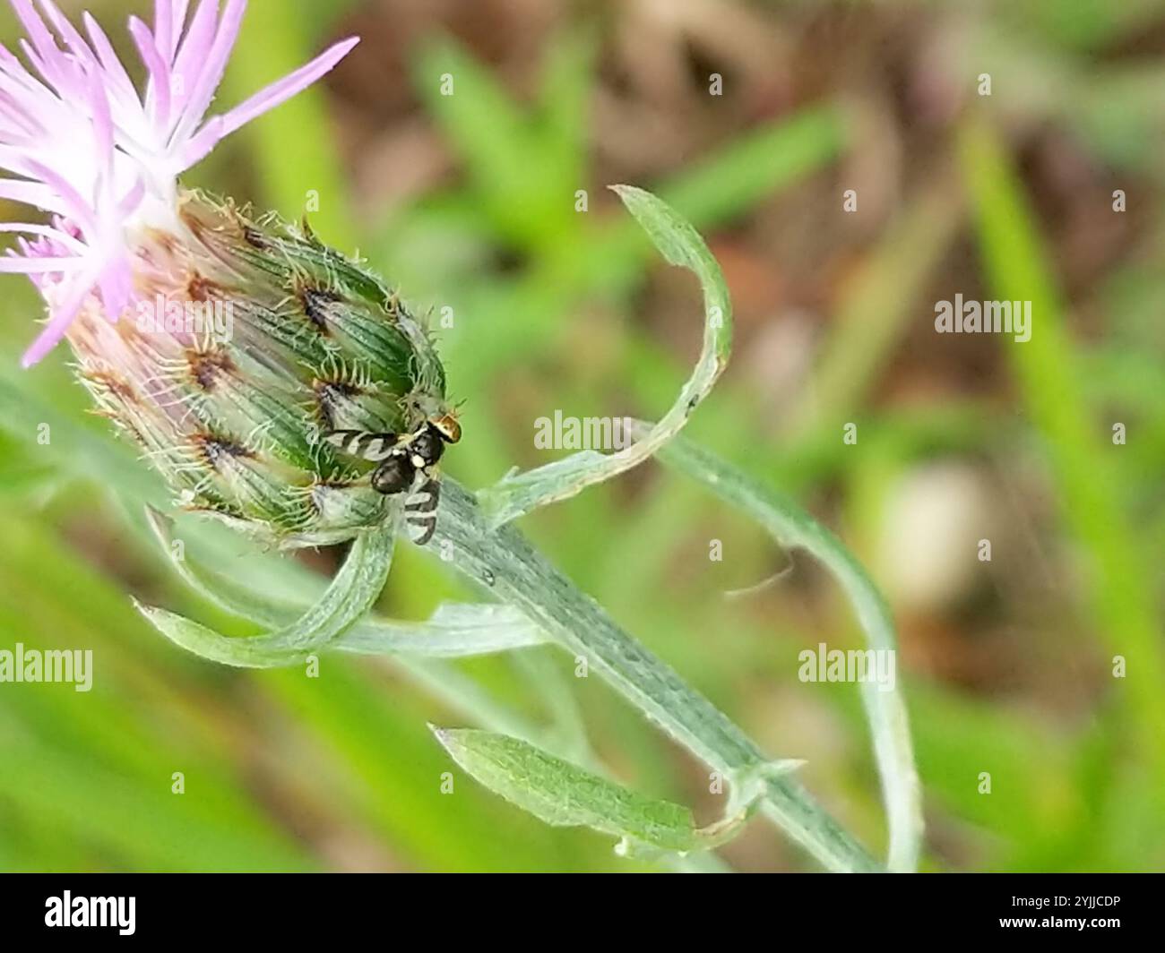 Four-barred Knapweed Gall Fly (Urophora quadrifasciata Stock Photo - Alamy