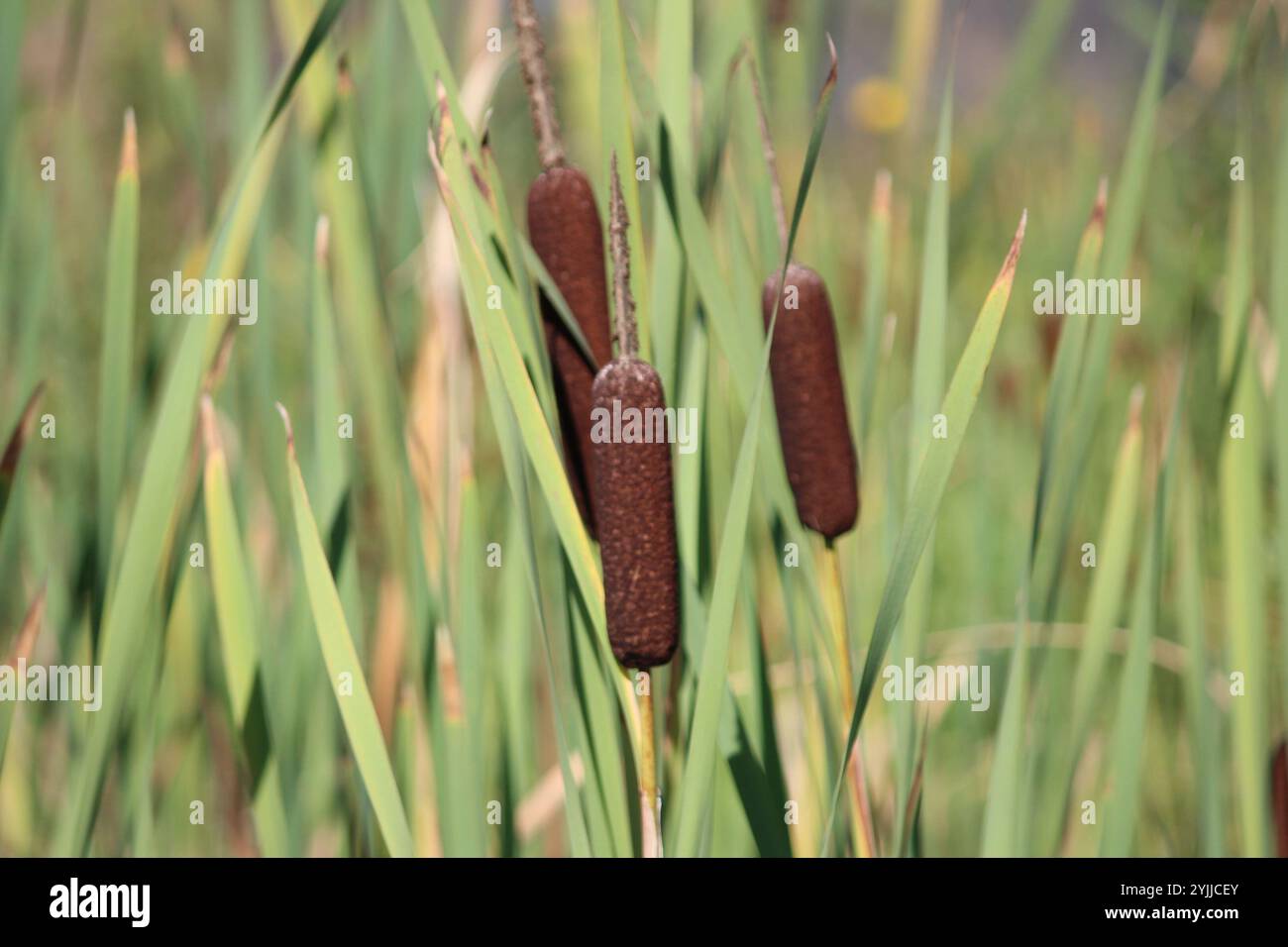 broadleaf cattail (Typha latifolia Stock Photo - Alamy