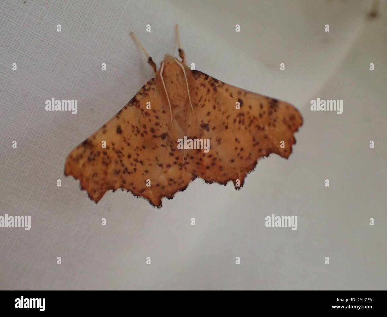 Maple Spanworm Moth (Ennomos magnaria Stock Photo - Alamy