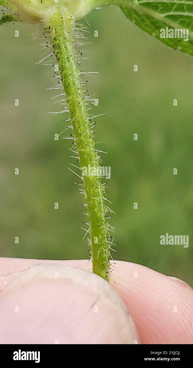 Common hemp-nettle (Galeopsis tetrahit Stock Photo - Alamy