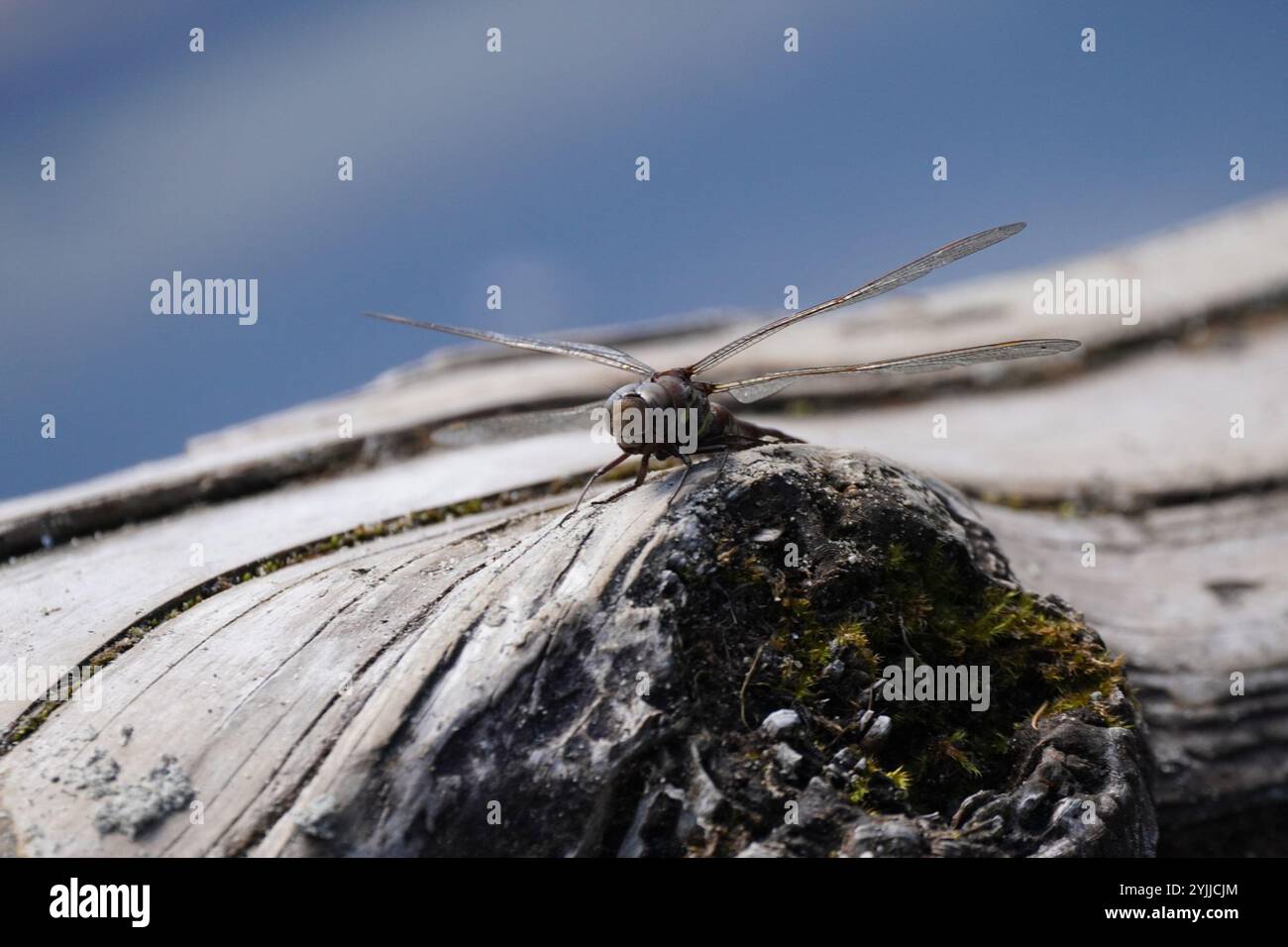 Lake Darner (Aeshna eremita Stock Photo - Alamy