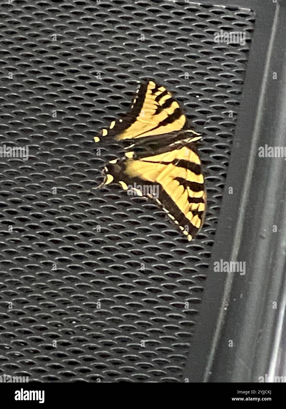 Western Tiger Swallowtail (Papilio rutulus Stock Photo - Alamy