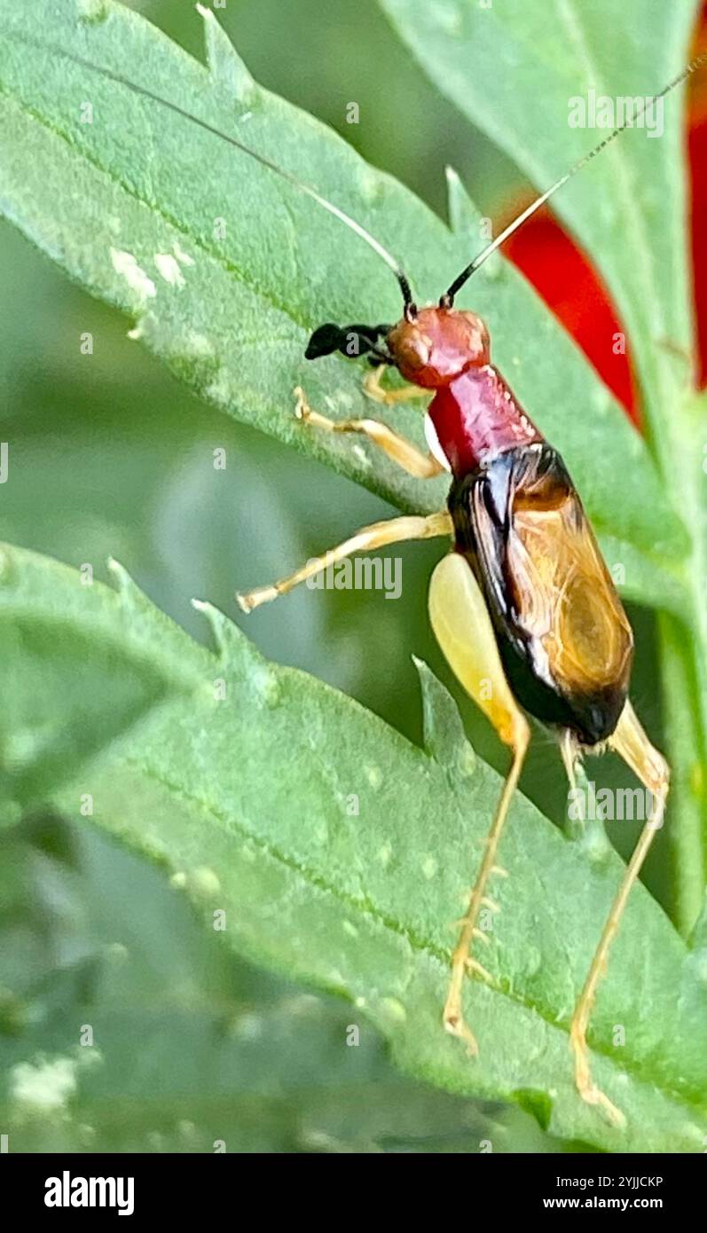 Red headed bush cricket hi-res stock photography and images - Alamy