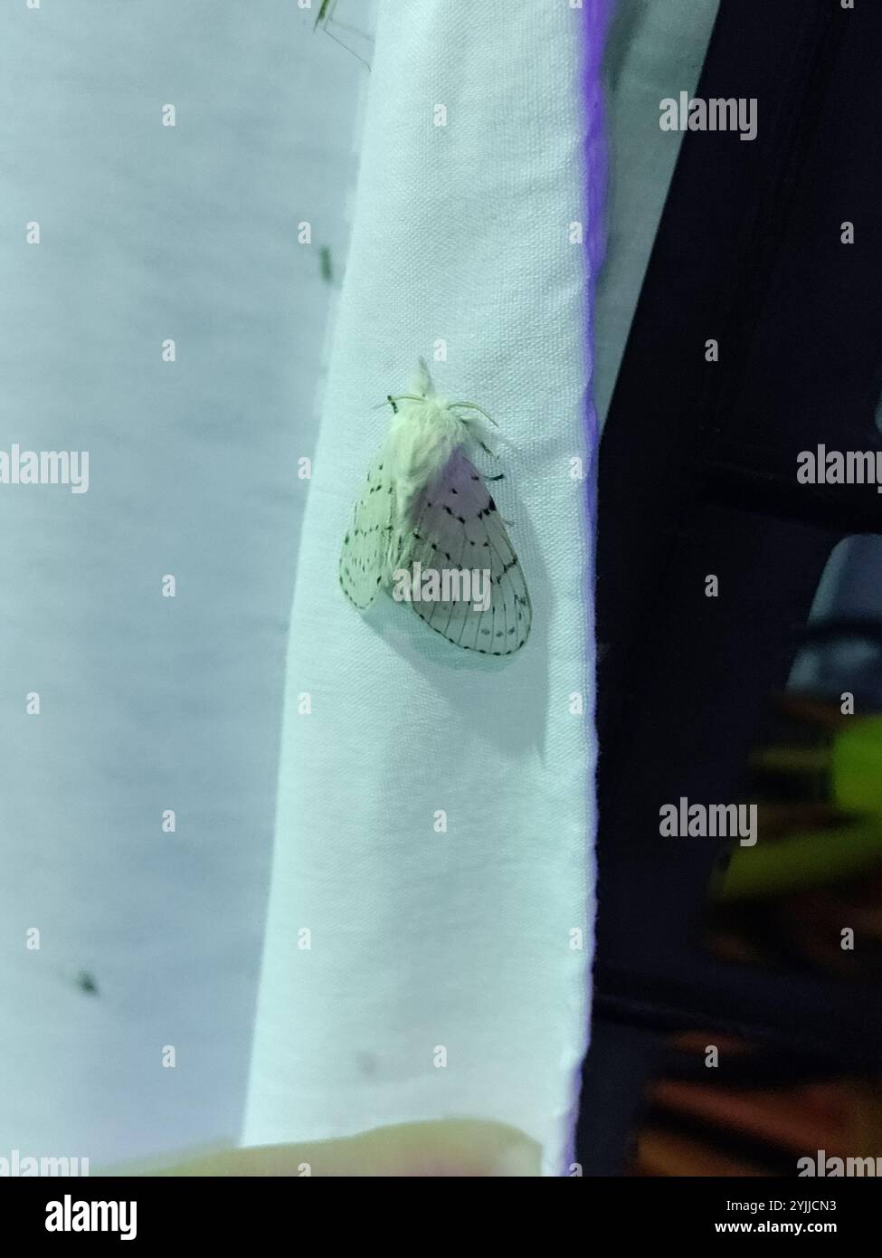 Dot-lined White (Artace cribrarius Stock Photo - Alamy