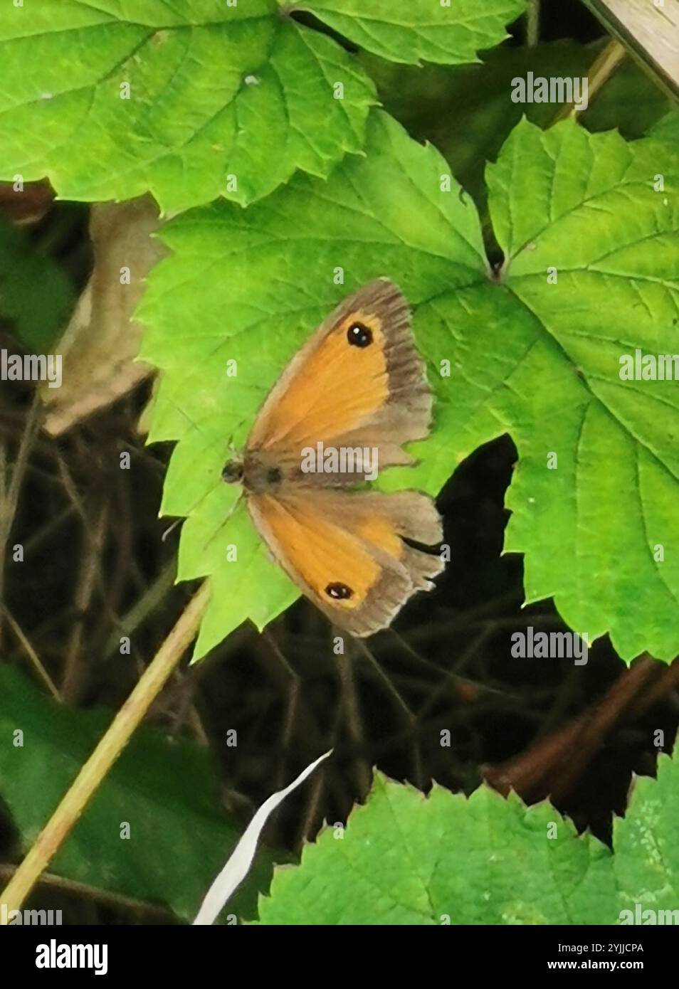 Gatekeeper (Pyronia tithonus Stock Photo - Alamy