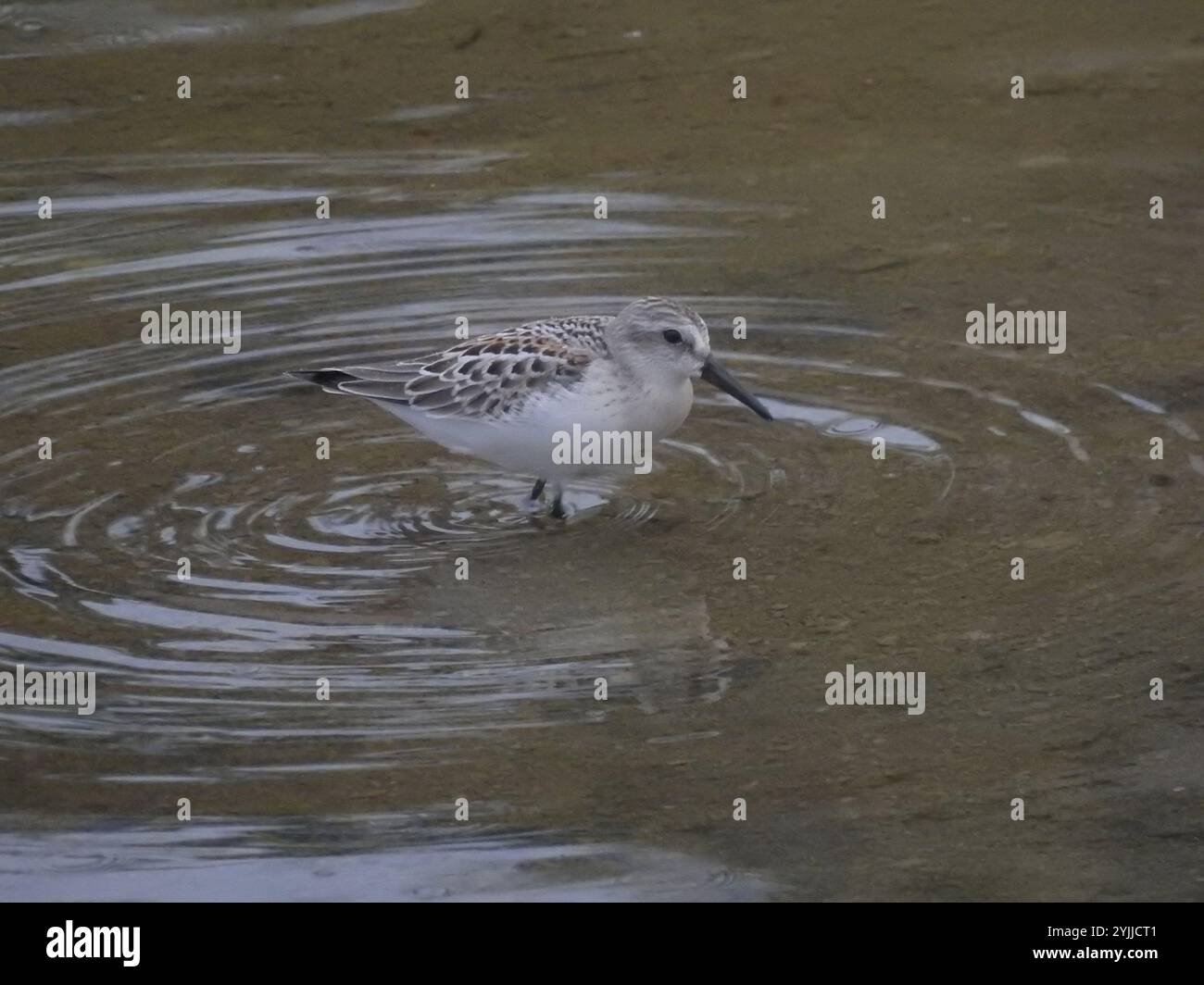Western Sandpiper (Calidris mauri Stock Photo - Alamy