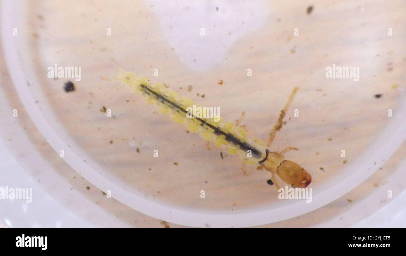 Little Black Caddisflies (Chimarra Stock Photo - Alamy