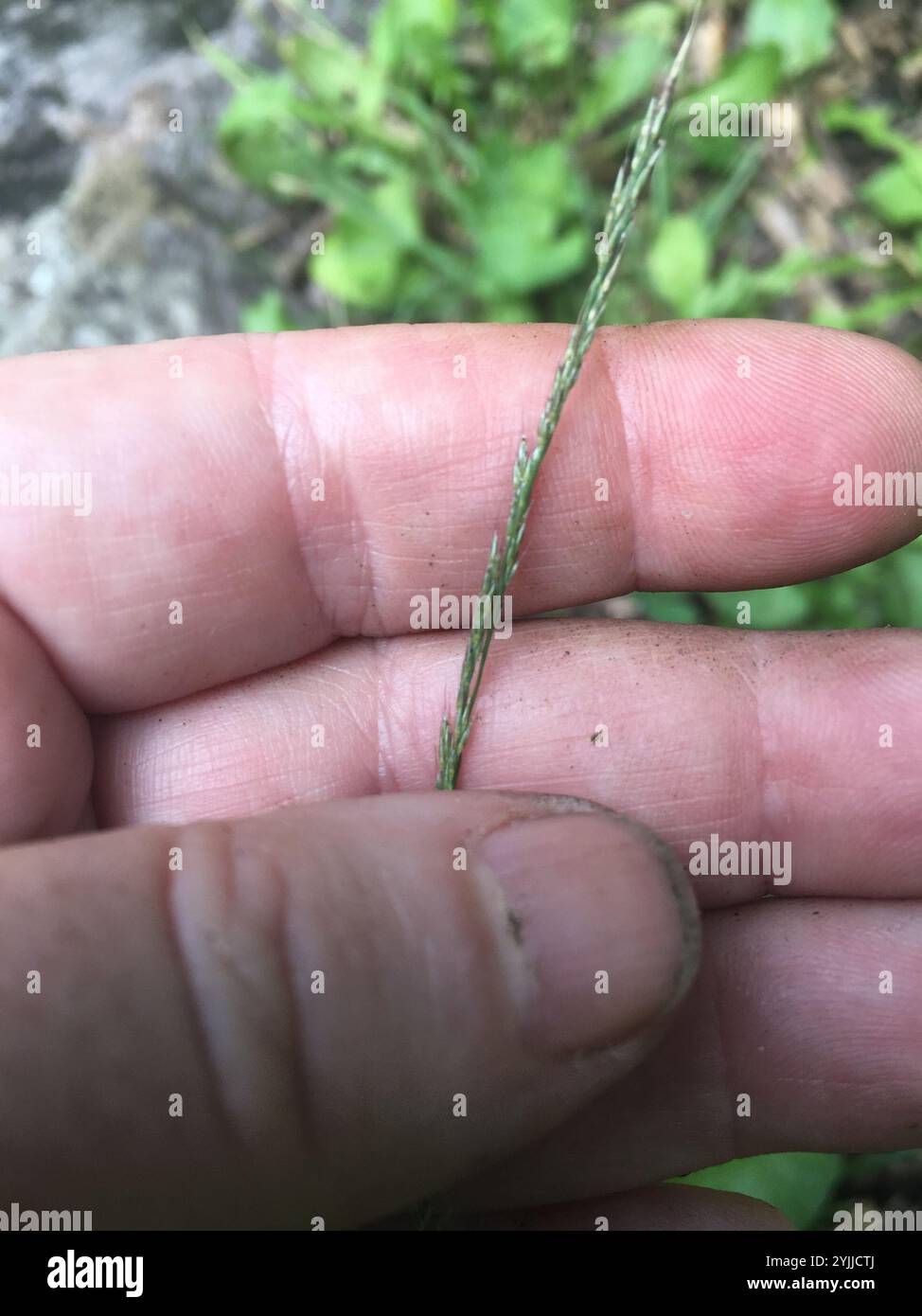 nimblewill (Muhlenbergia schreberi Stock Photo - Alamy