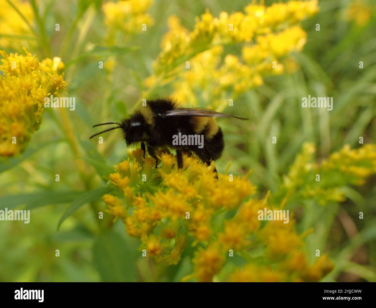 Yellow-banded Bumble Bee (Bombus terricola Stock Photo - Alamy
