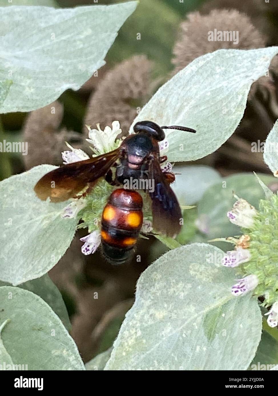 Noble Scoliid Wasp (Scolia nobilitata Stock Photo - Alamy