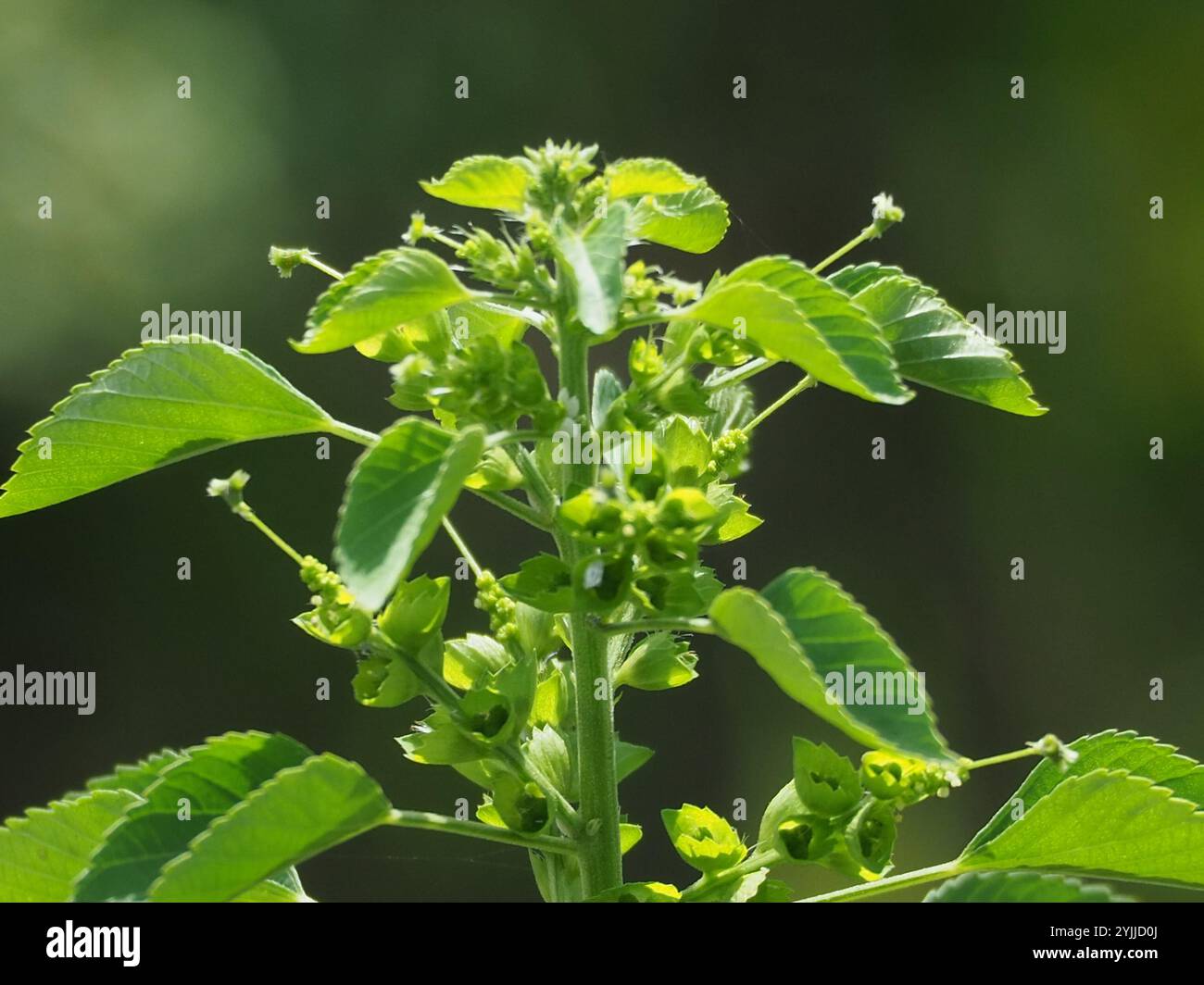 Indian Acalypha (Acalypha indica Stock Photo - Alamy