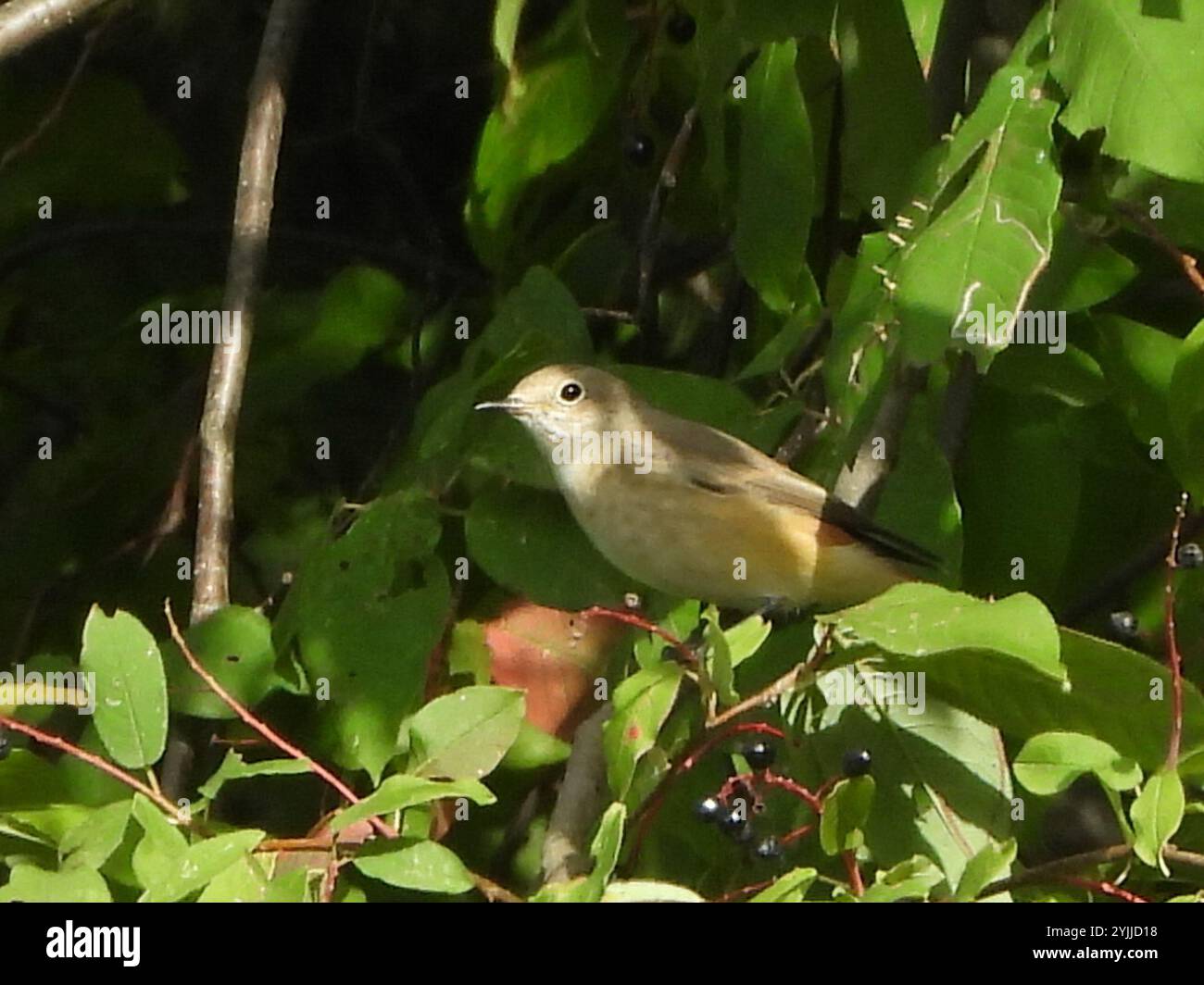 Garden Warbler (Sylvia borin Stock Photo - Alamy