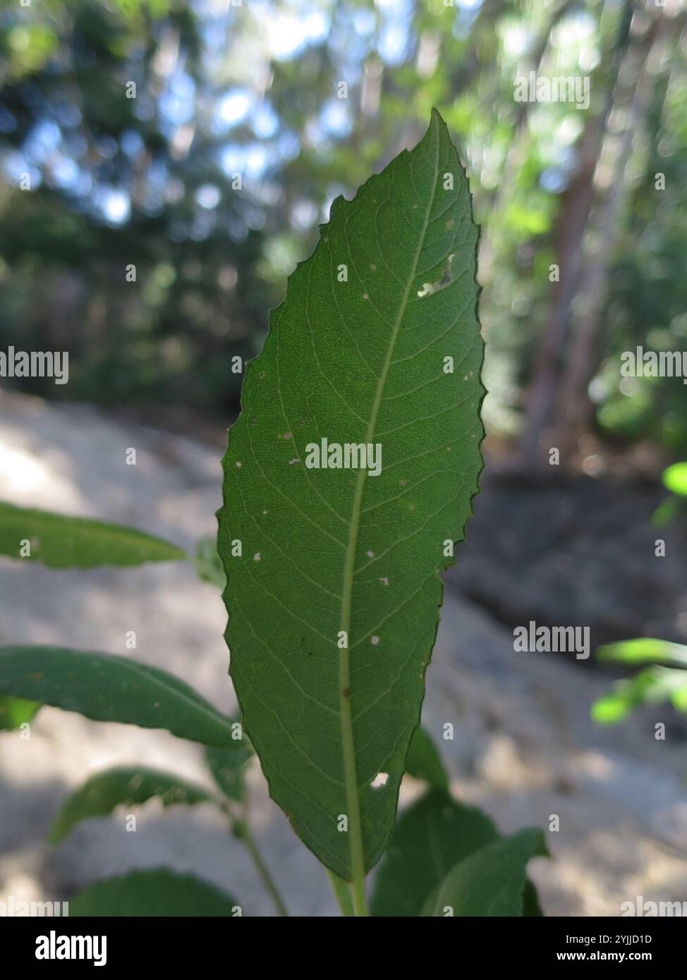 Rusty Willow (Salix atrocinerea Stock Photo - Alamy