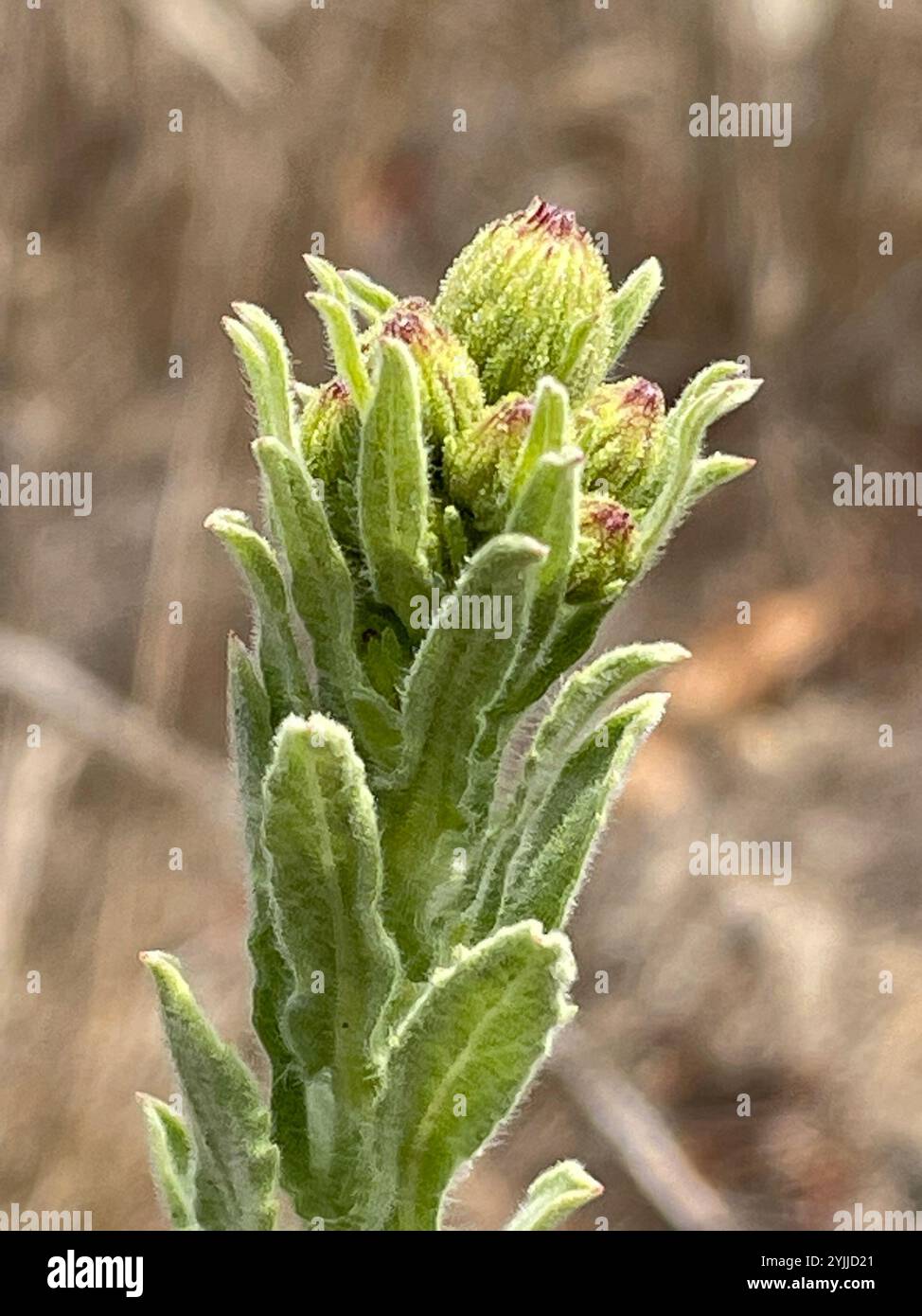 Telegraphweed (Heterotheca grandiflora Stock Photo - Alamy