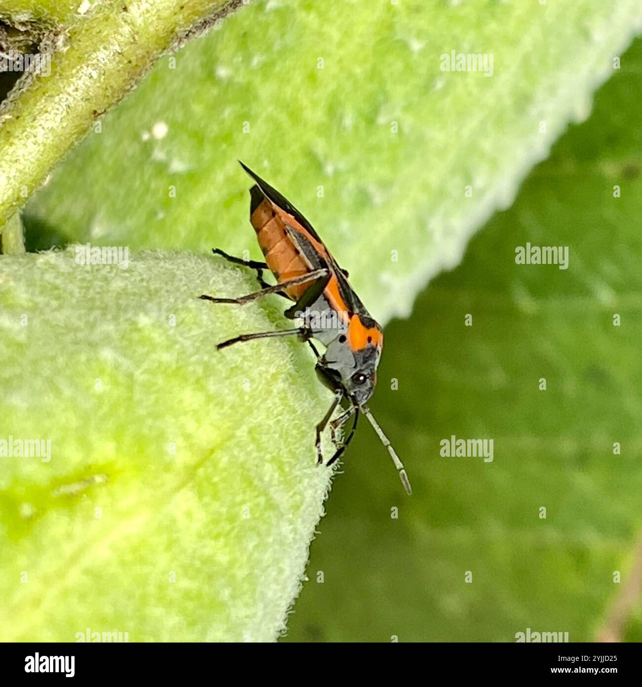 Small Milkweed Bug (Lygaeus kalmii Stock Photo - Alamy