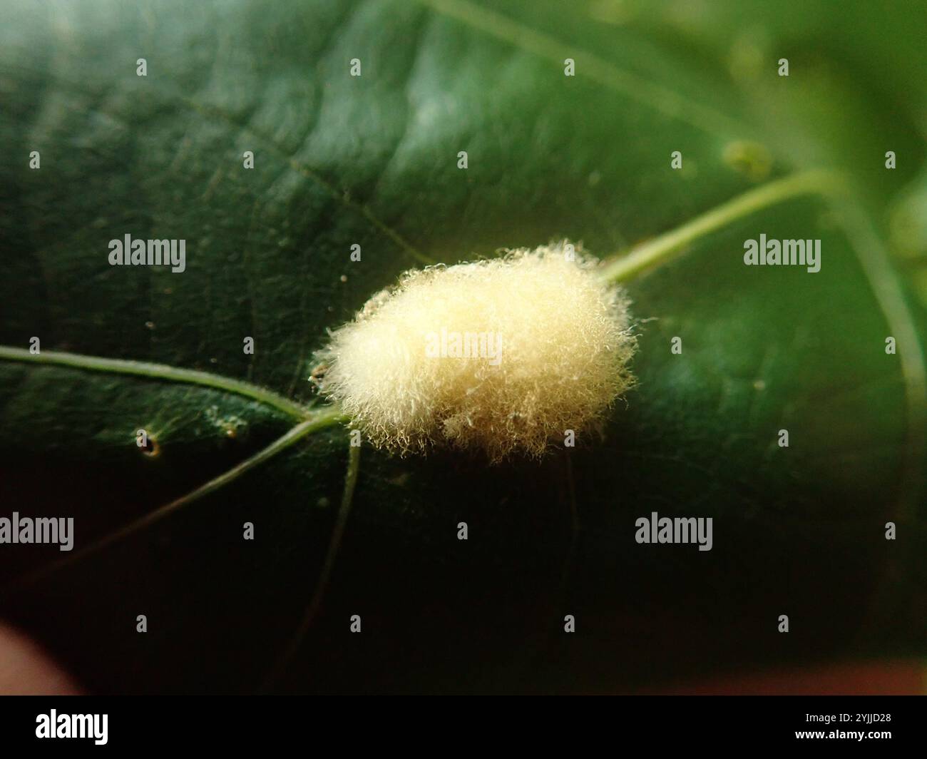 Woolly Oak Gall Wasp (Callirhytis lanata Stock Photo - Alamy
