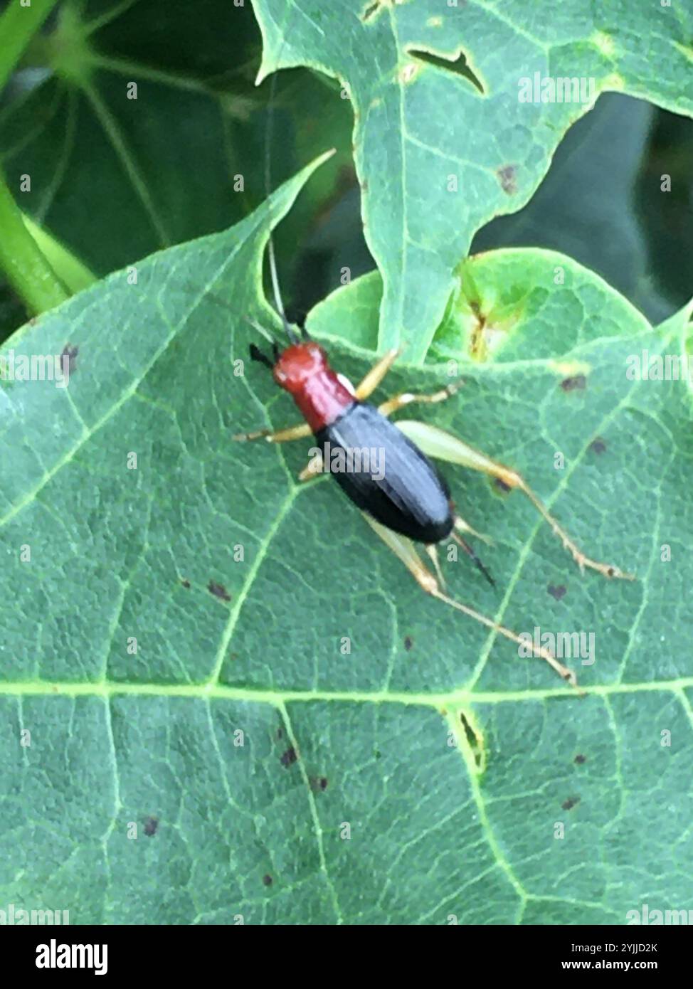 Red-headed Bush Cricket (Phyllopalpus pulchellus Stock Photo - Alamy