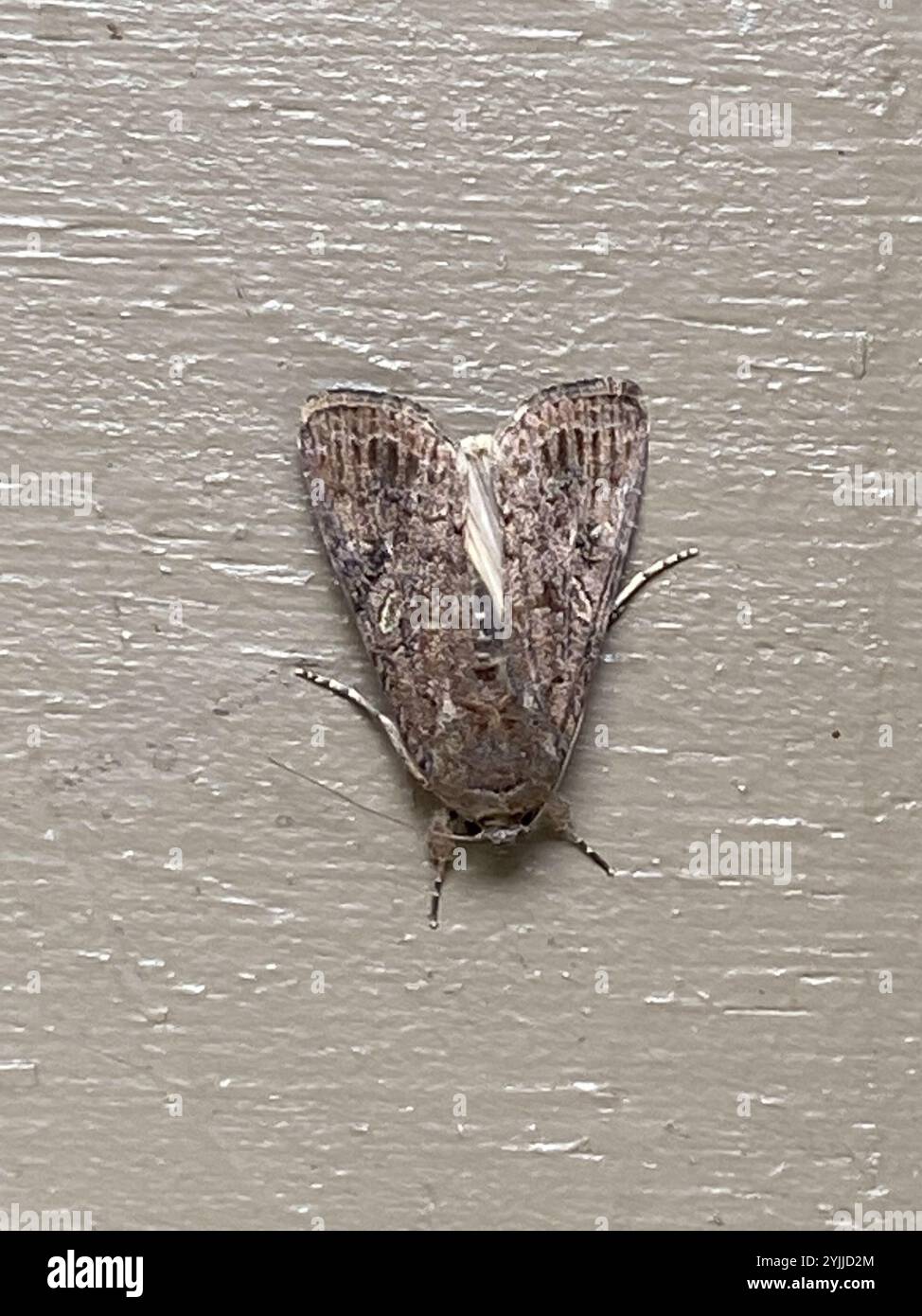 Fall Armyworm Moth (Spodoptera frugiperda Stock Photo - Alamy