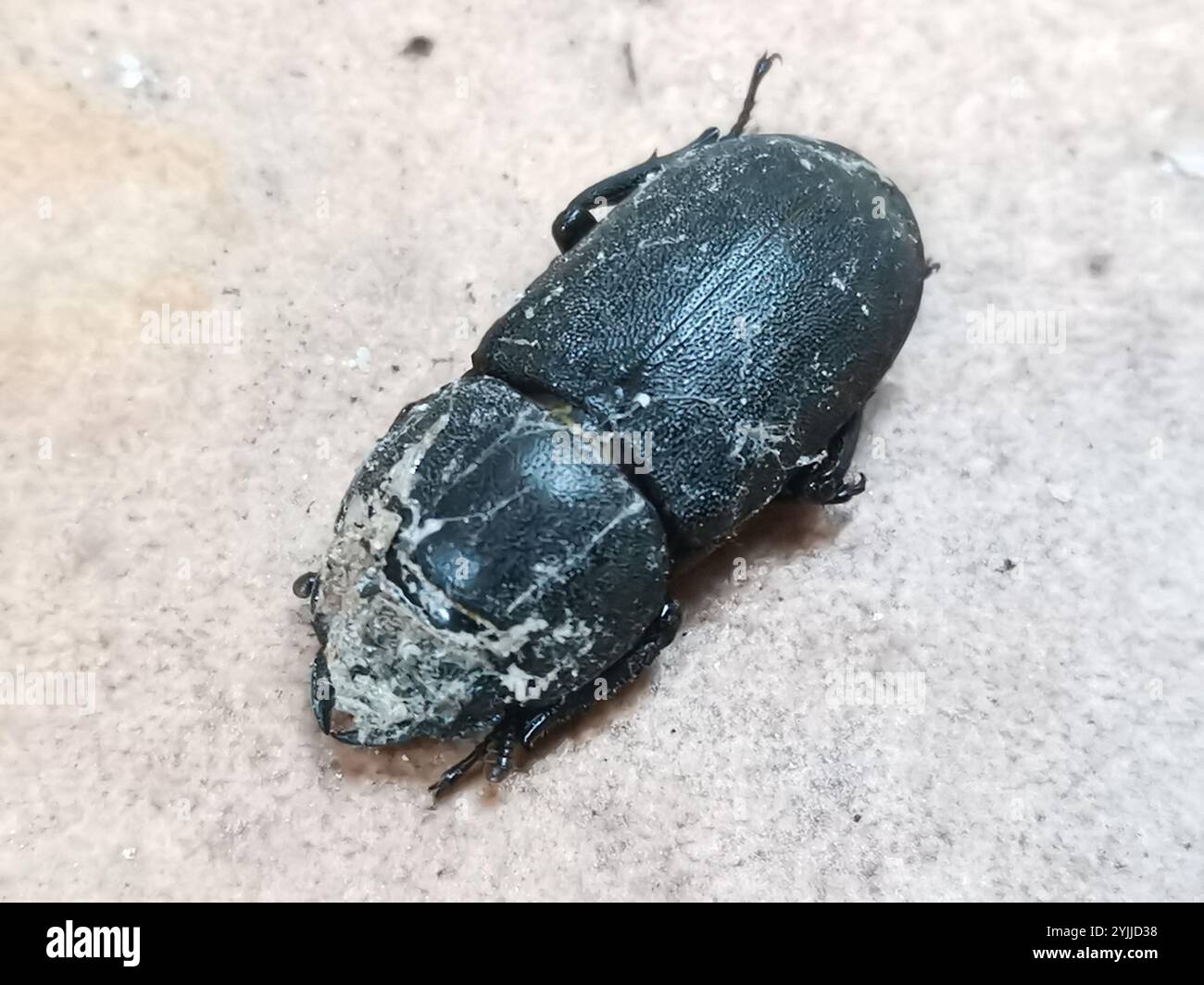 Lesser Stag Beetle (Dorcus parallelipipedus Stock Photo - Alamy