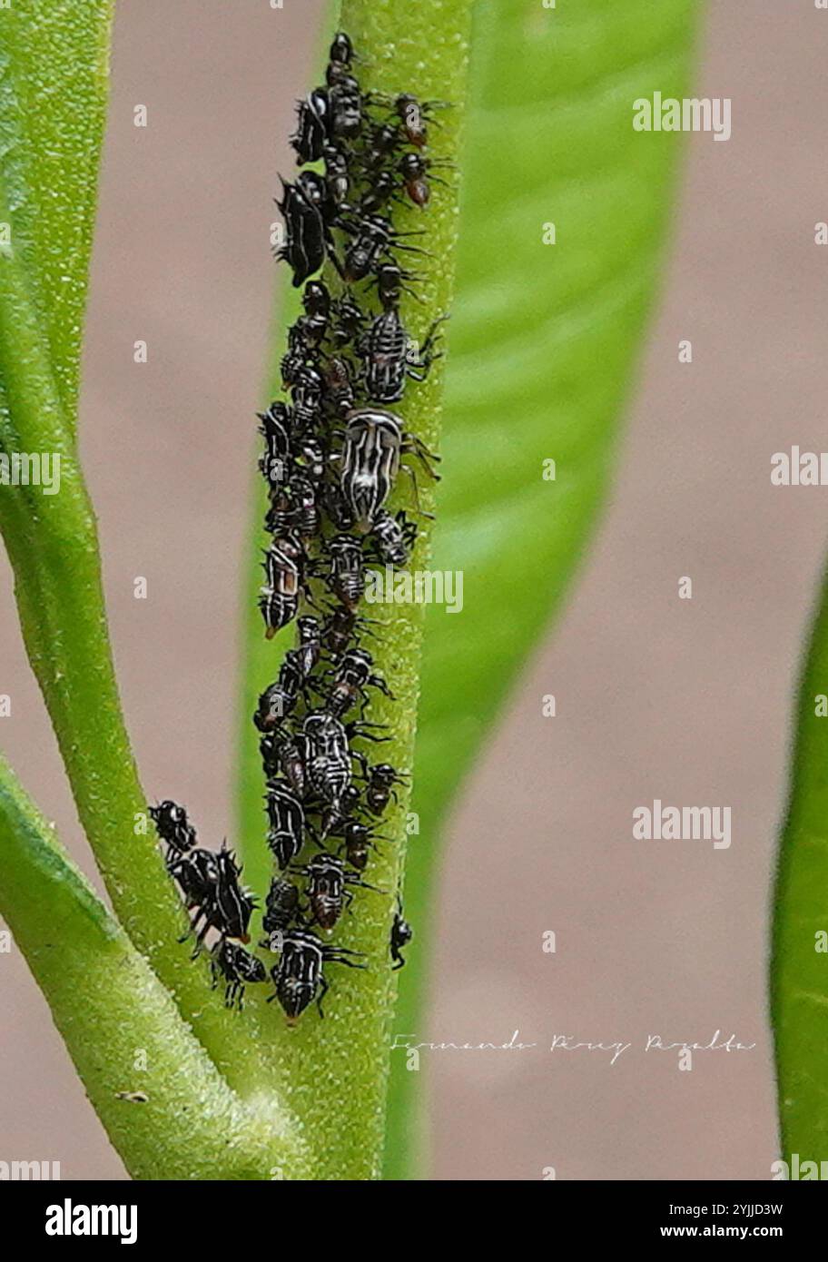 Typical Treehoppers (Membracidae Stock Photo - Alamy