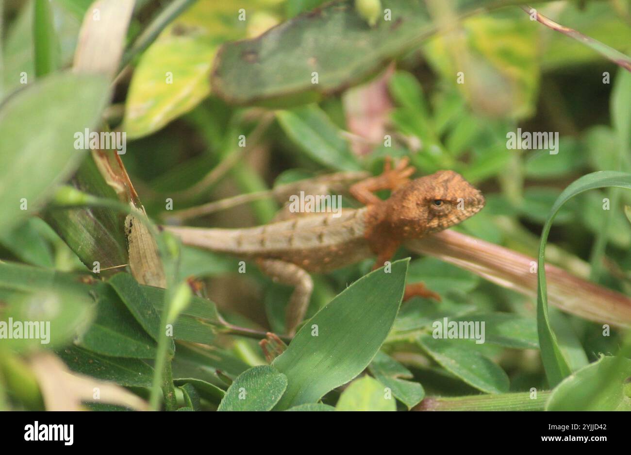 Fan-throated Lizards (Sitana Stock Photo - Alamy