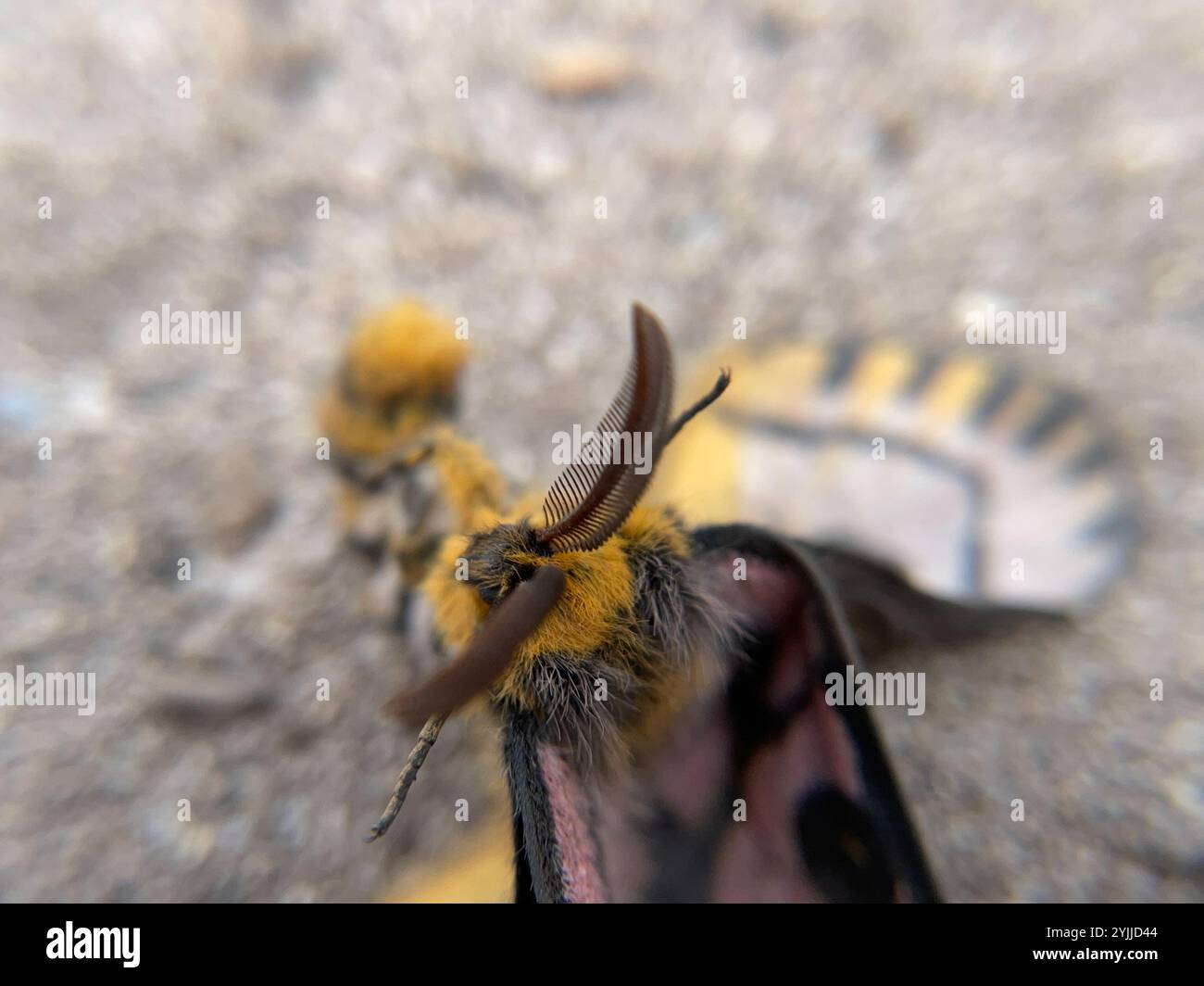Western Sheep Moth (Hemileuca eglanterina Stock Photo - Alamy