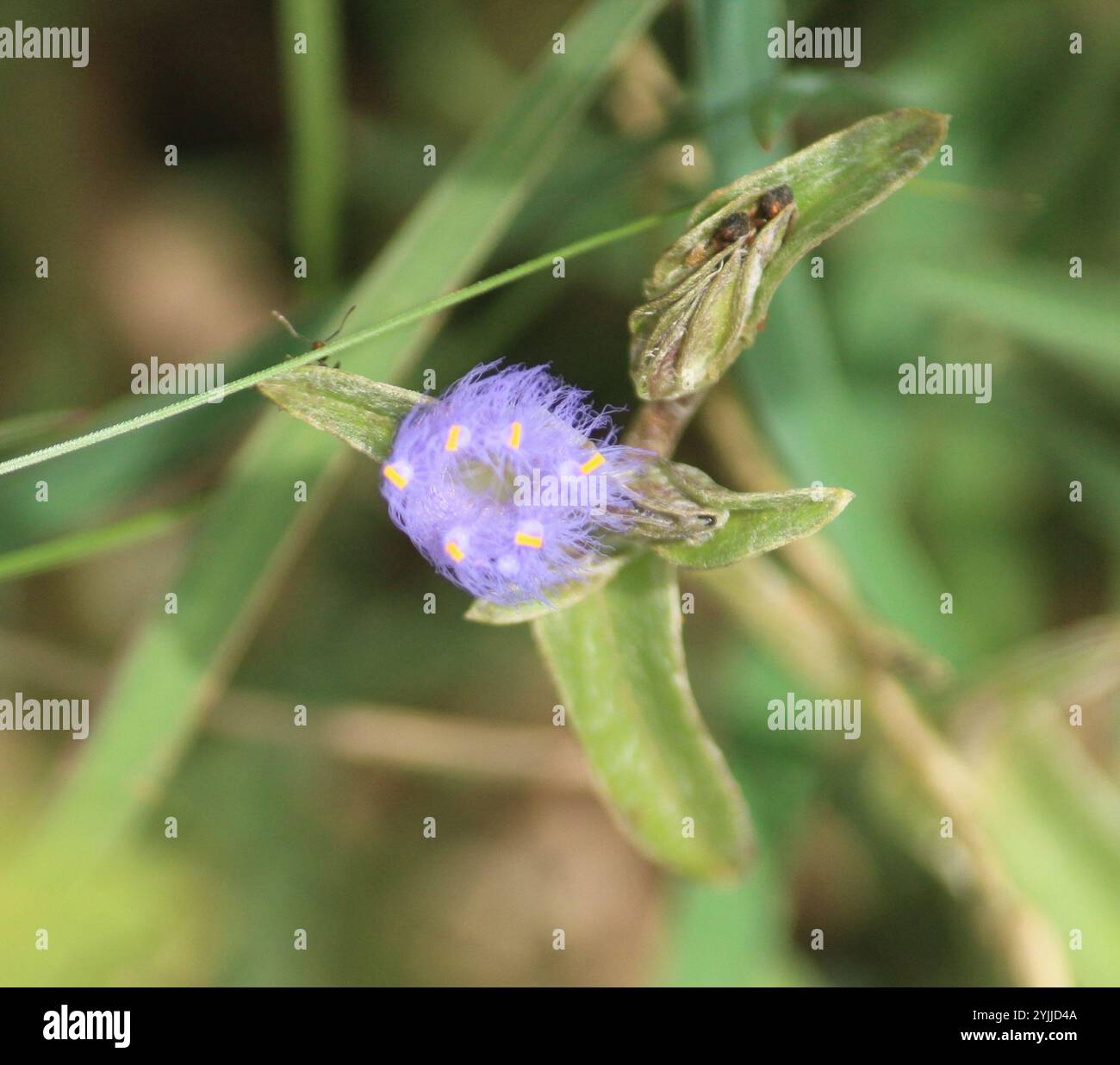 Blue Ears (Cyanotis Stock Photo - Alamy
