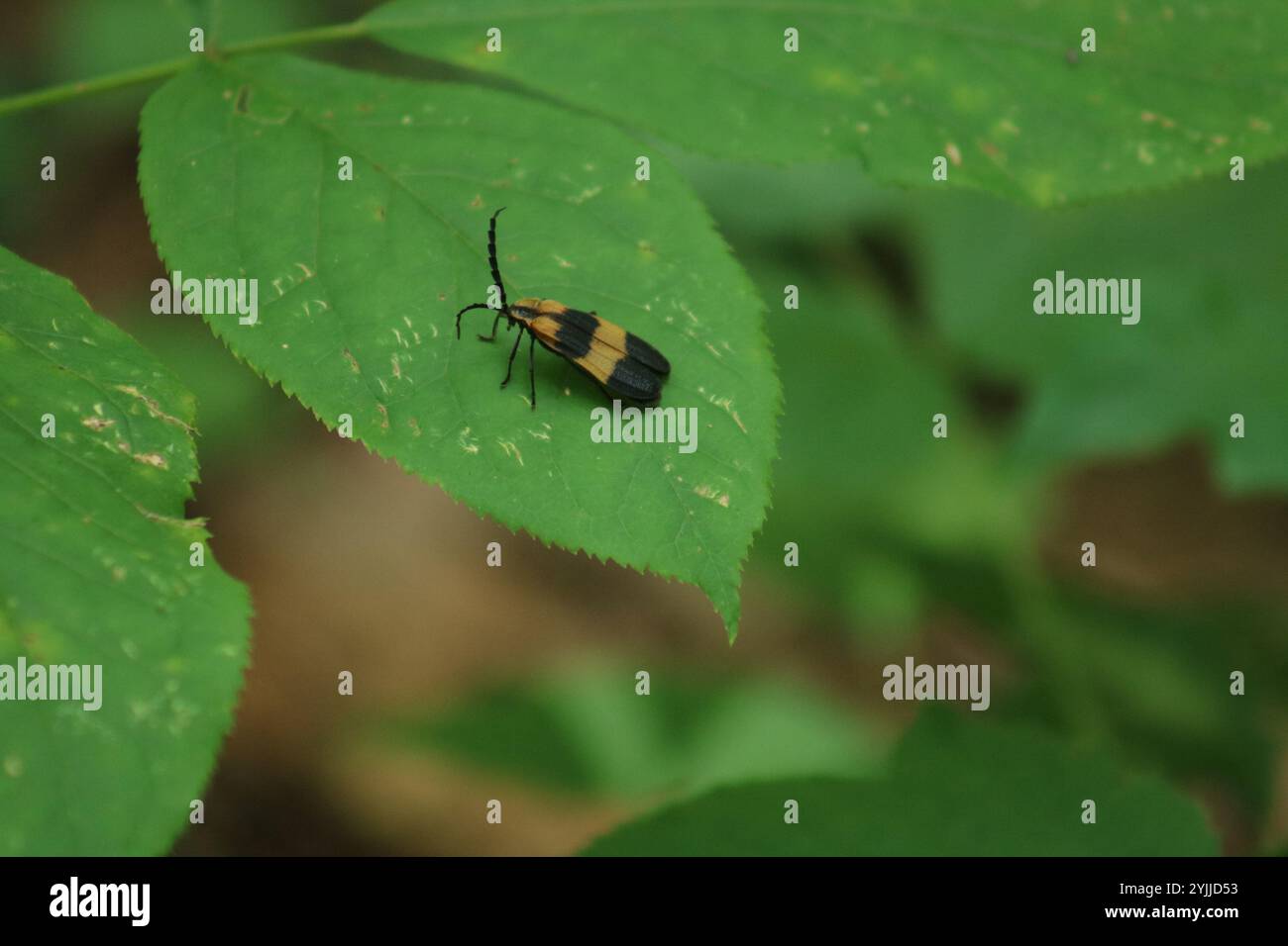 Reticulated net winged beetle hi-res stock photography and images - Alamy