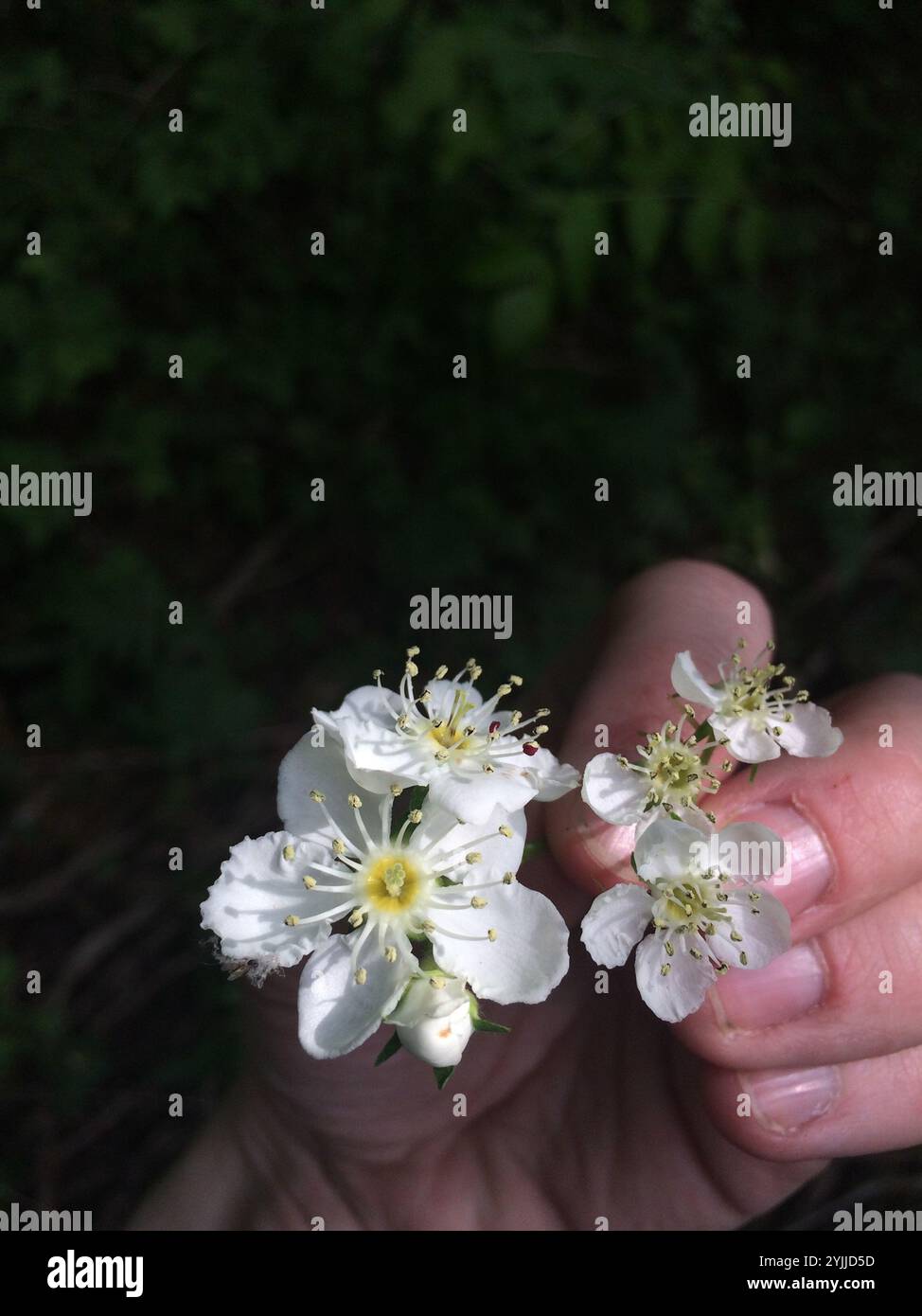 dotted hawthorn (Crataegus punctata Stock Photo - Alamy