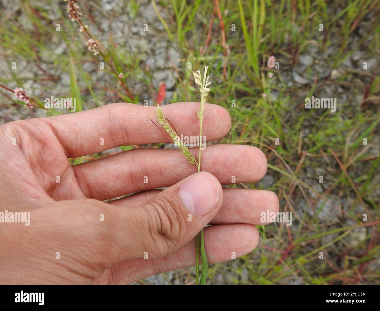 Thin Paspalum (Paspalum setaceum Stock Photo - Alamy