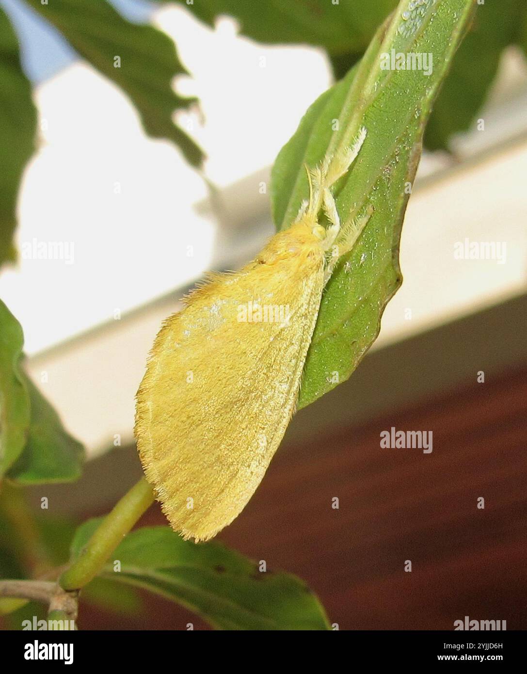 Jewel Caterpillar Moths (Dalceridae Stock Photo - Alamy