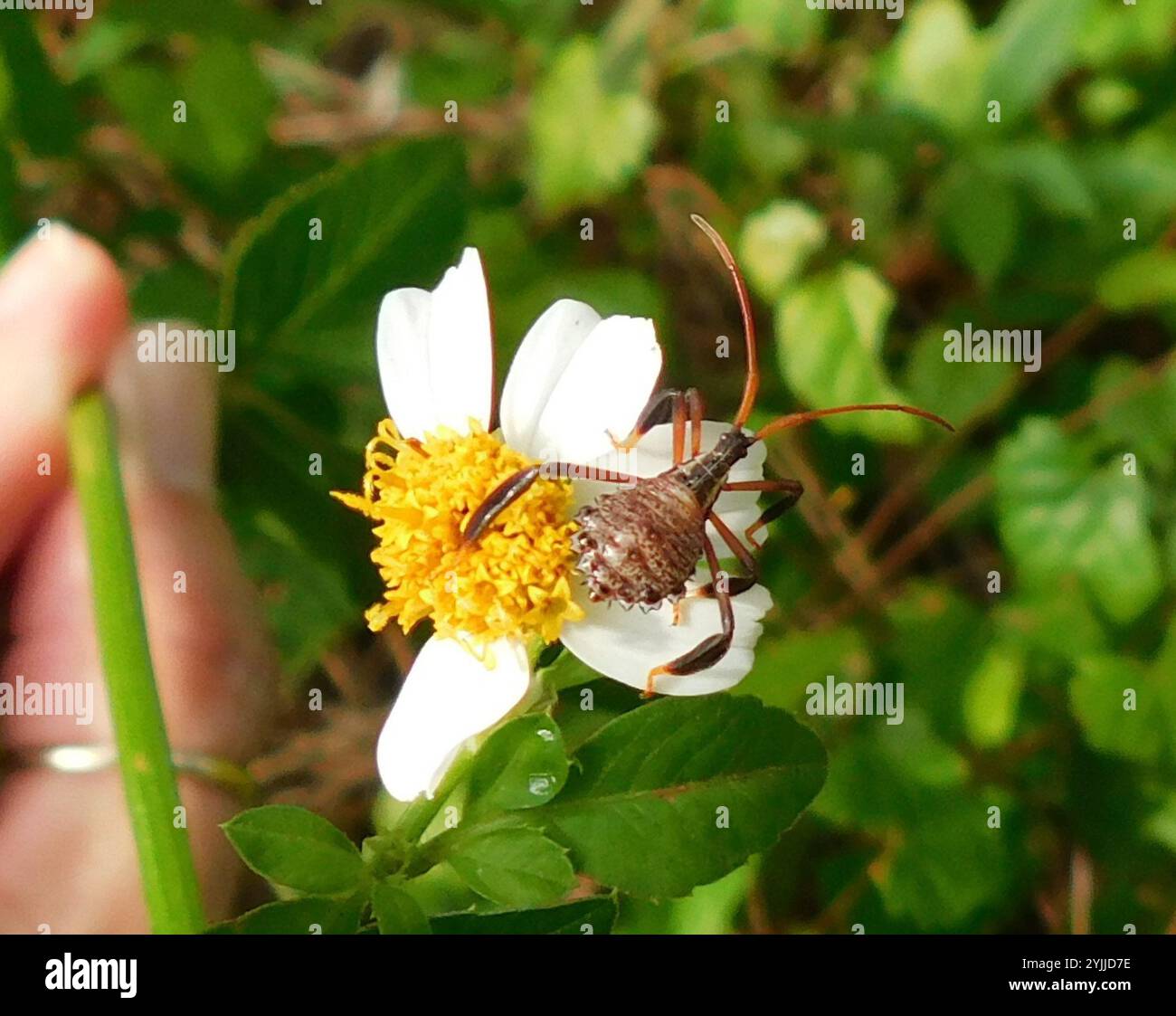 Spine-headed Bugs (Acanthocephala Stock Photo - Alamy