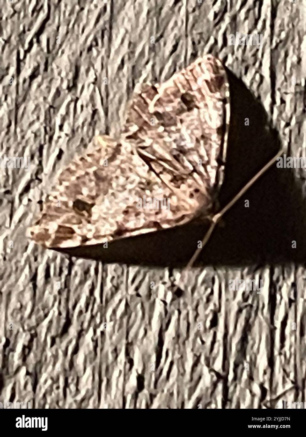 Red-headed Inchworm Moth (Macaria bisignata Stock Photo - Alamy