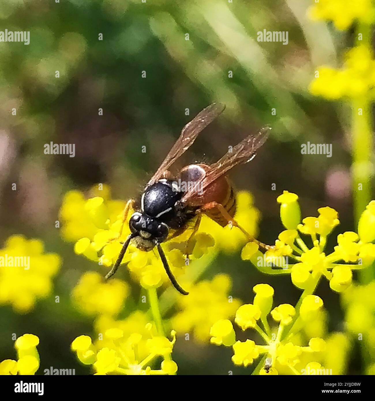 Red-banded Yellowjacket (Vespula rufa Stock Photo - Alamy