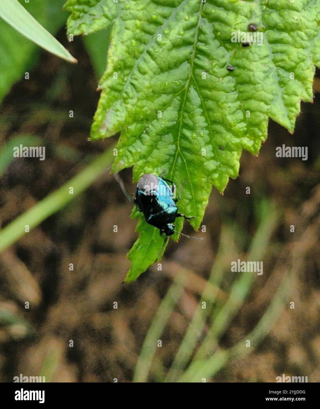 Blue Shield Bug (Zicrona caerulea Stock Photo - Alamy