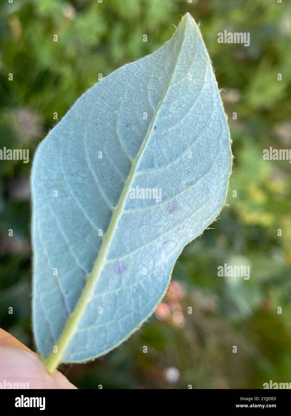 arctic willow (Salix arctica Stock Photo - Alamy