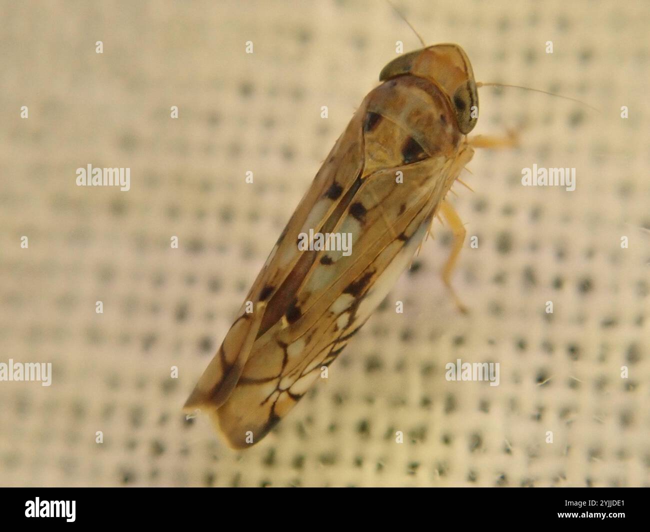 Scaphoideus hi-res stock photography and images - Alamy
