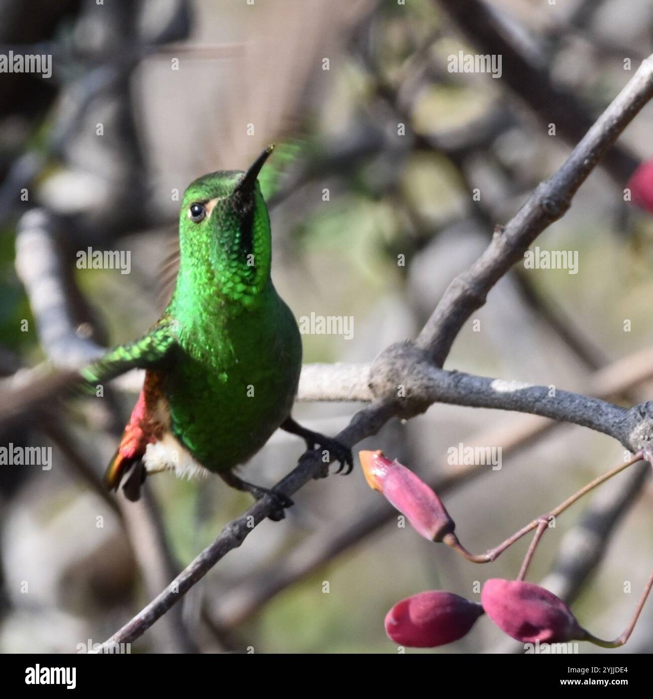 Red-tailed Comet (Sappho sparganurus Stock Photo - Alamy