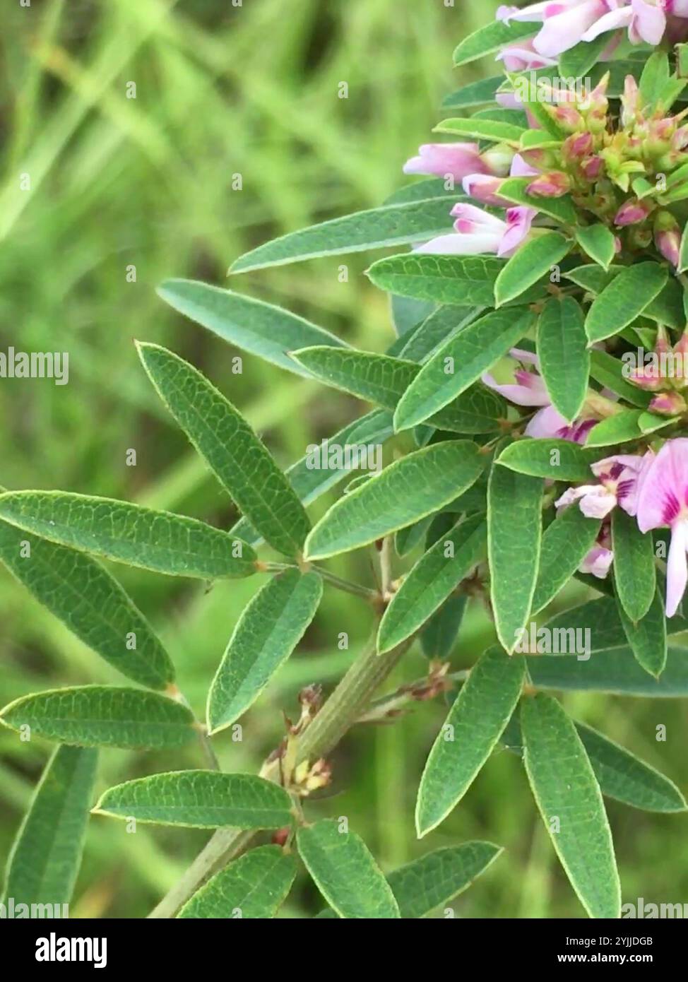slender bush clover (Lespedeza virginica Stock Photo - Alamy