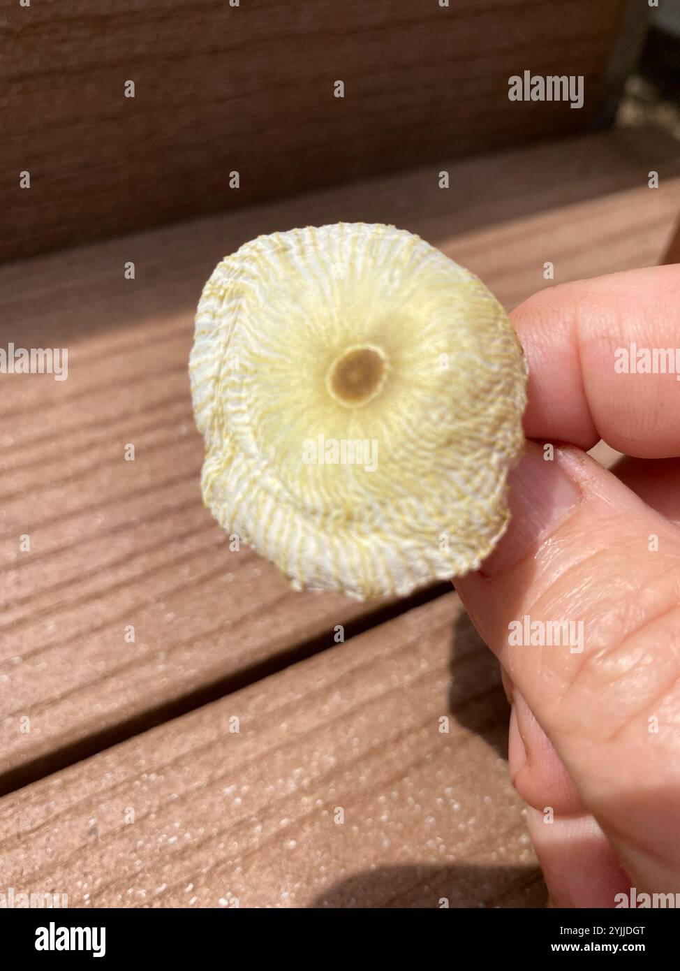 Fragile Dapperling (Leucocoprinus fragilissimus Stock Photo - Alamy
