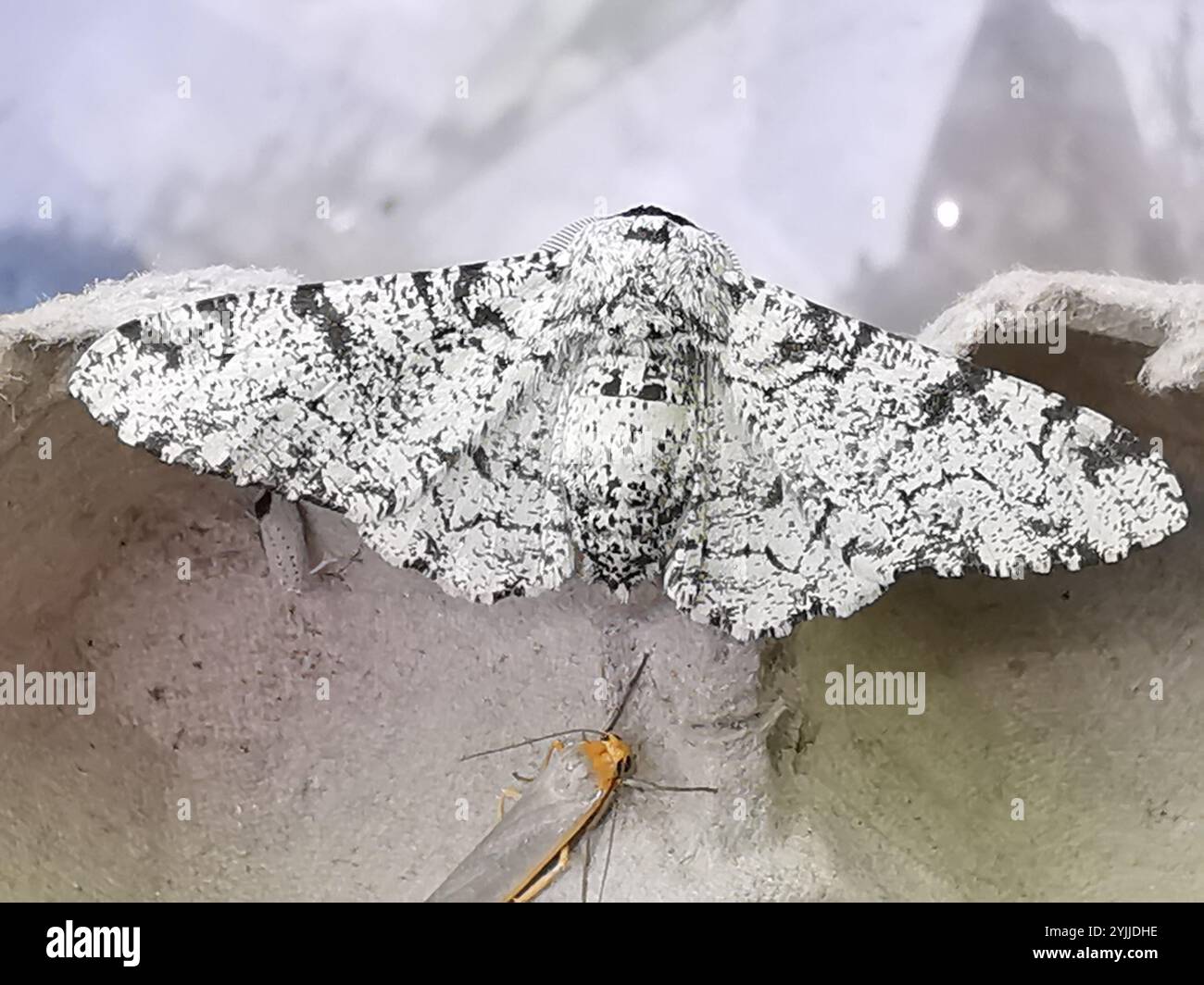 Peppered Moth (Biston betularia Stock Photo - Alamy