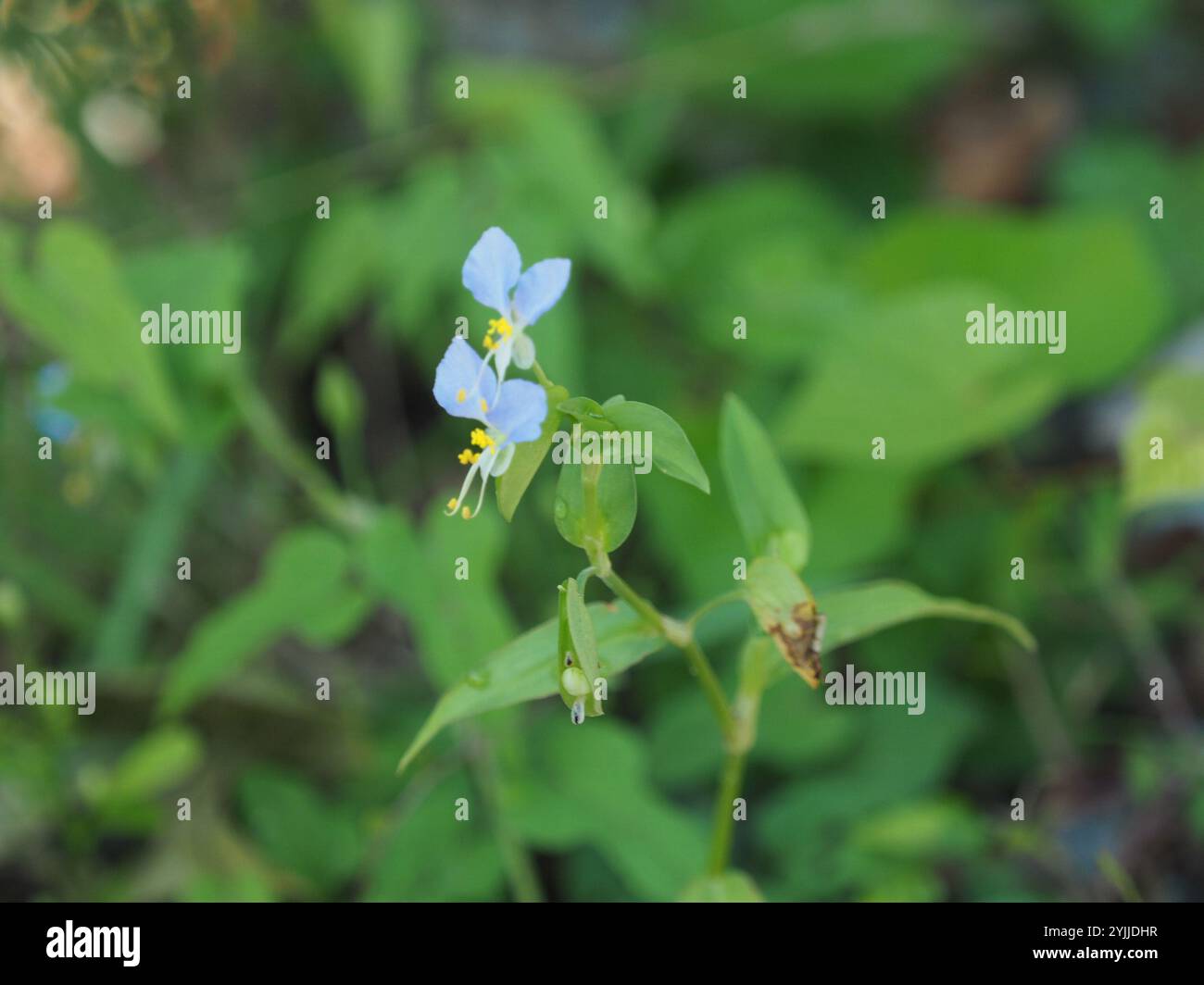Asiatic dayflower (Commelina communis Stock Photo - Alamy